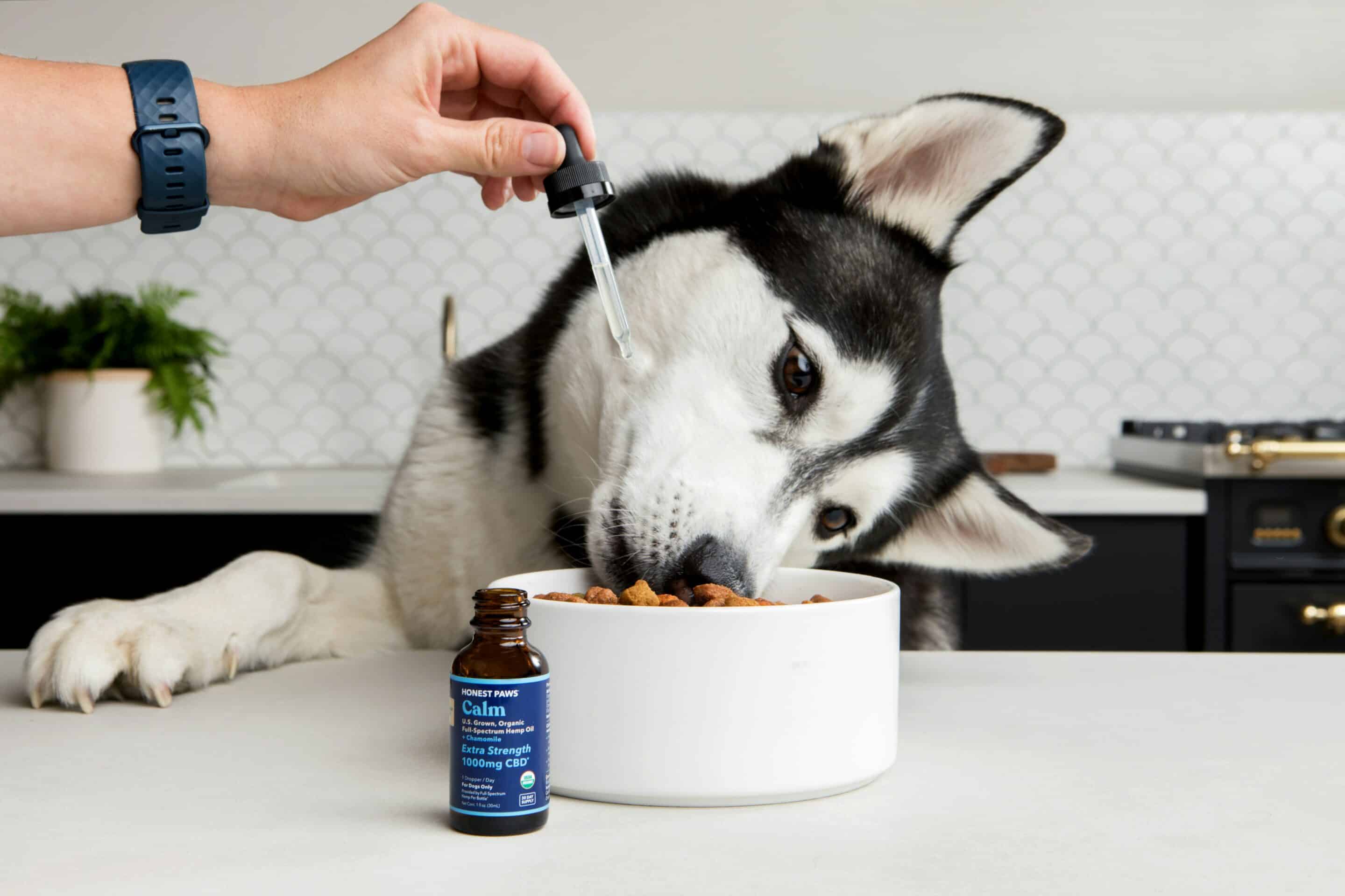 What Does Fish Oil Do for Dogs – Bernie's Dog Health Blog