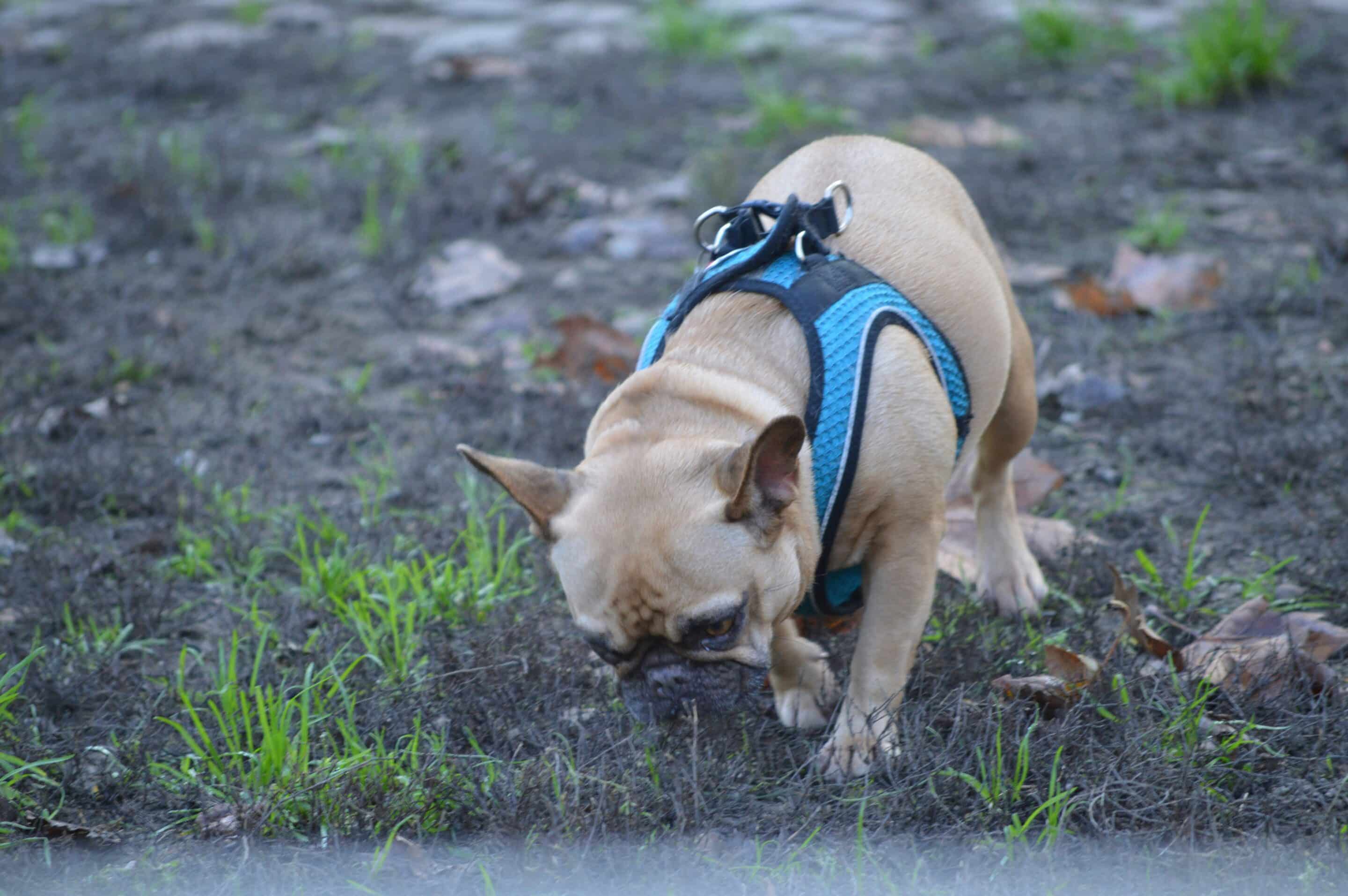 Why Is My Dog’s Poop Runny? – Bernie's Dog Health Blog